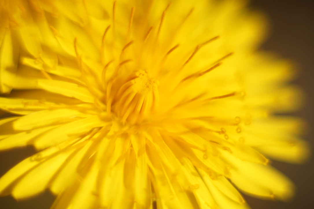 regional dance culture marked by body movements replicating staccato ...