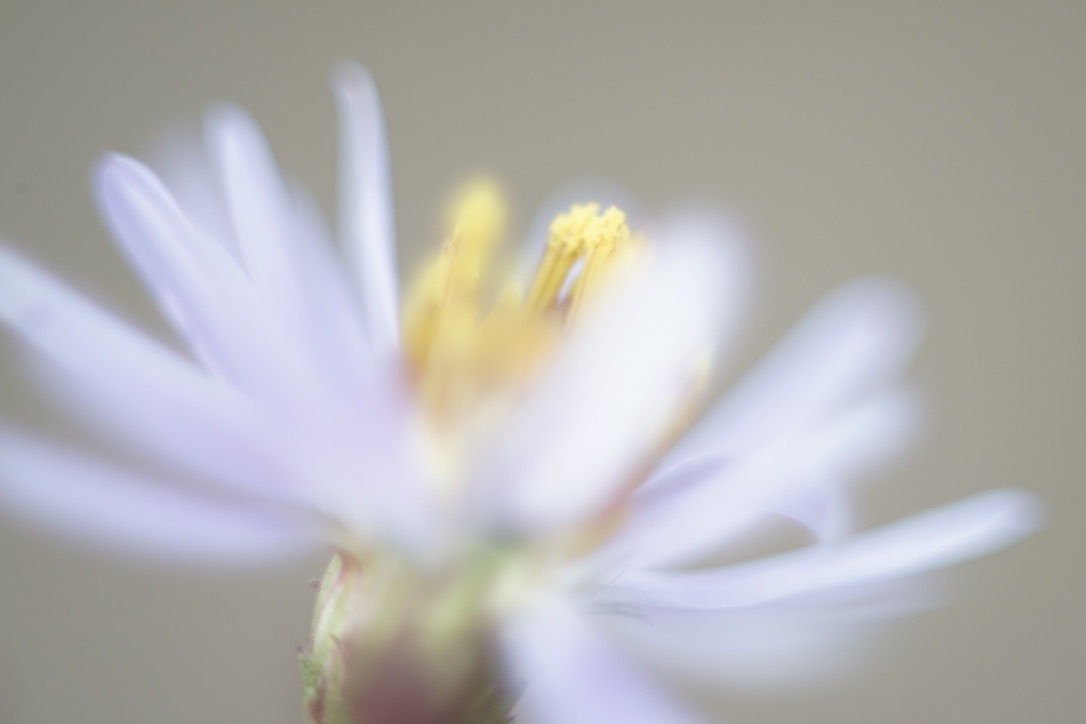 the inherent joy of the renunciate – zakschafer.com